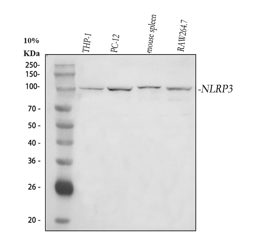 博士德生物 BOSTER Biological Technology co.ltd | 1993-2024