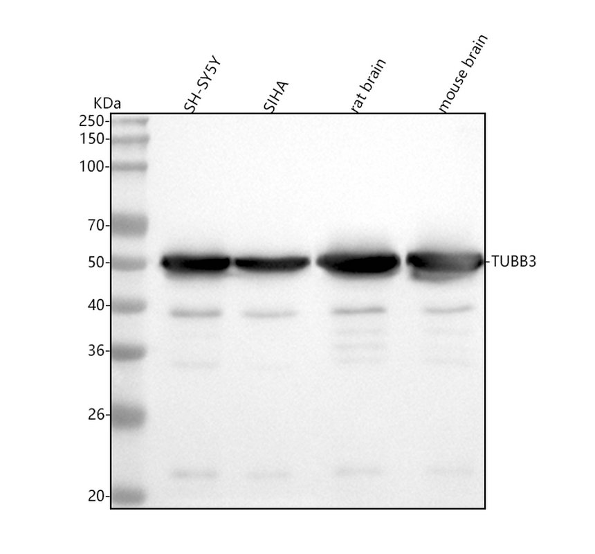 博士德生物 BOSTER Biological Technology co.ltd | 1993-2025
