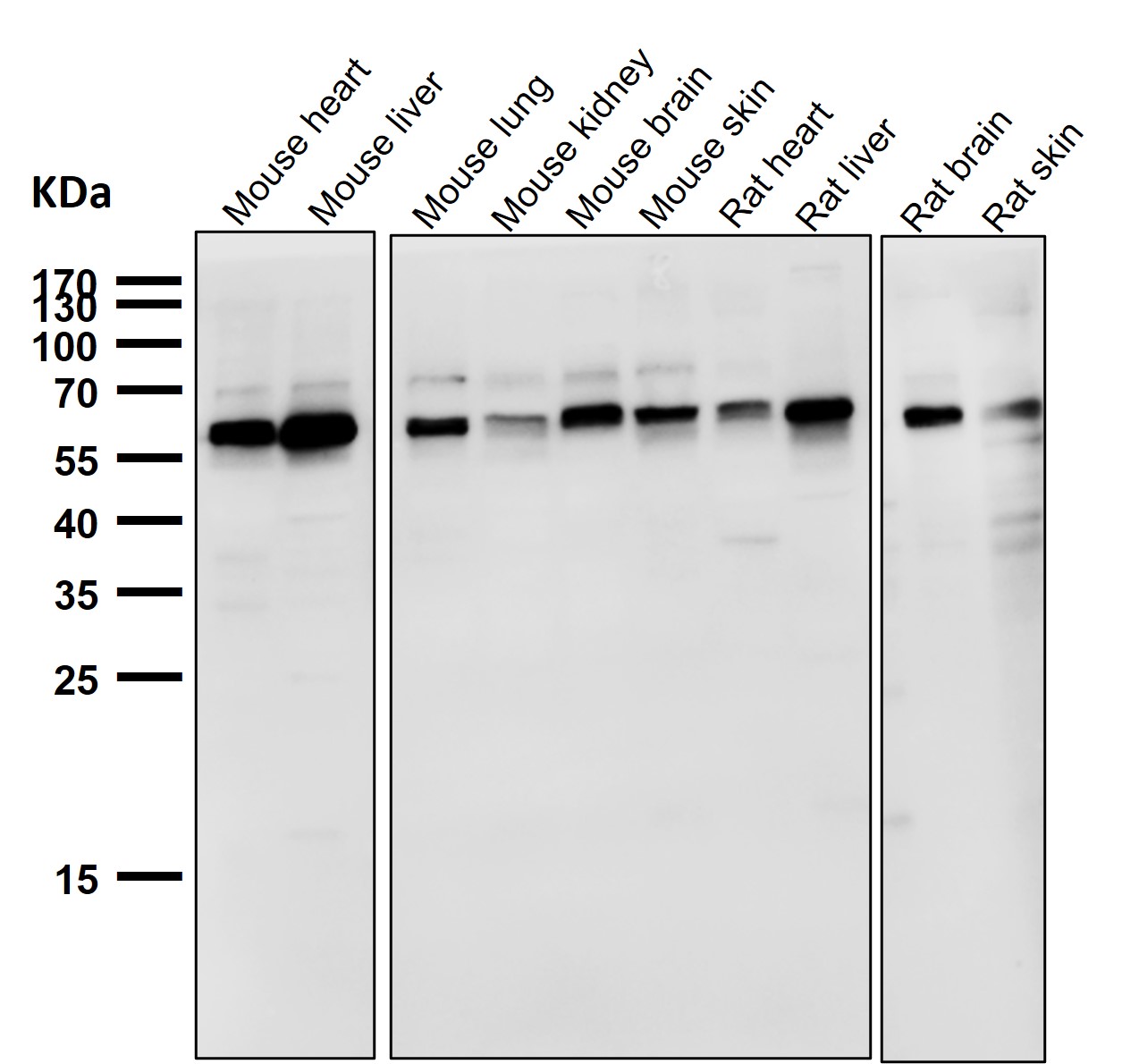 博士德生物 BOSTER Biological Technology co.ltd | 1993-2024