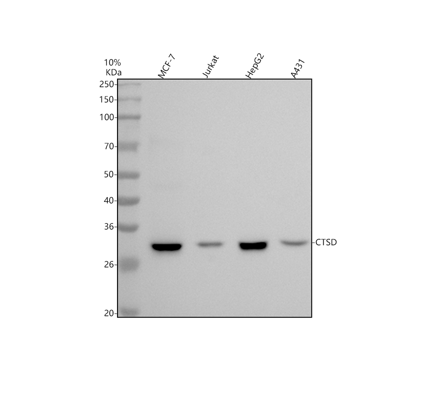 博士德生物 BOSTER Biological Technology co.ltd | 1993-2025