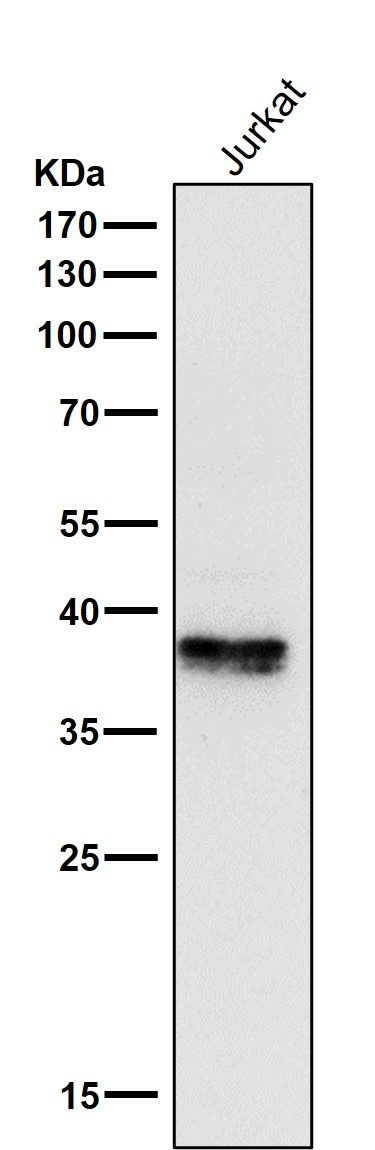 博士德生物 BOSTER Biological Technology co.ltd | 1993-2025