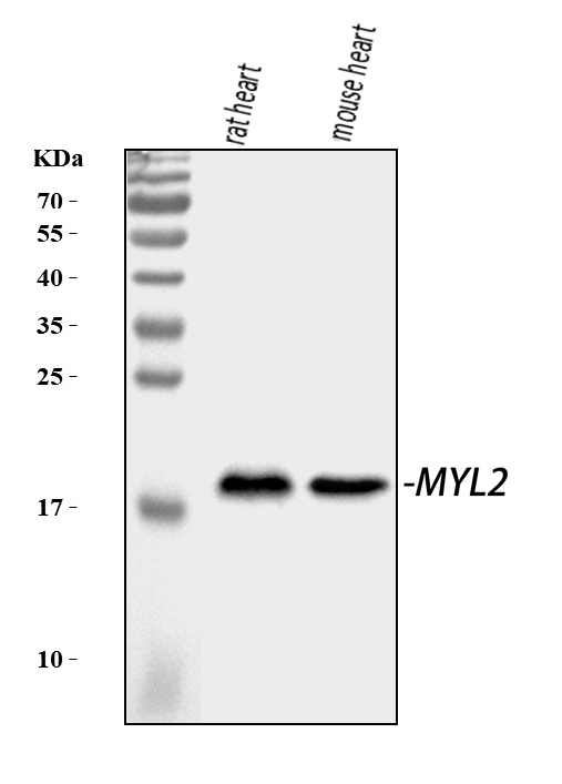 博士德生物 BOSTER Biological Technology co.ltd | 1993-2025