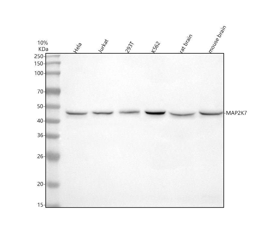 博士德生物 BOSTER Biological Technology co.ltd | 1993-2025