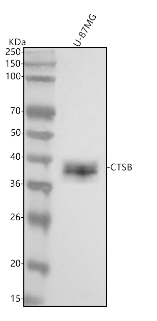 博士德生物 BOSTER Biological Technology co.ltd | 1993-2024