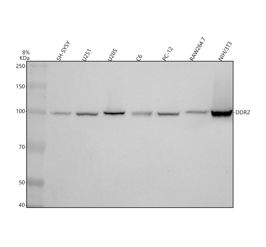 博士德生物 BOSTER Biological Technology co.ltd | 1993-2025