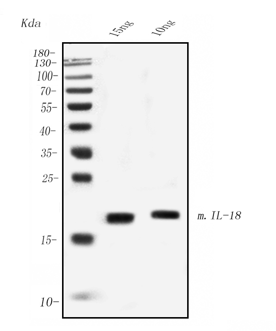 博士德生物 BOSTER Biological Technology co.ltd | 1993-2025
