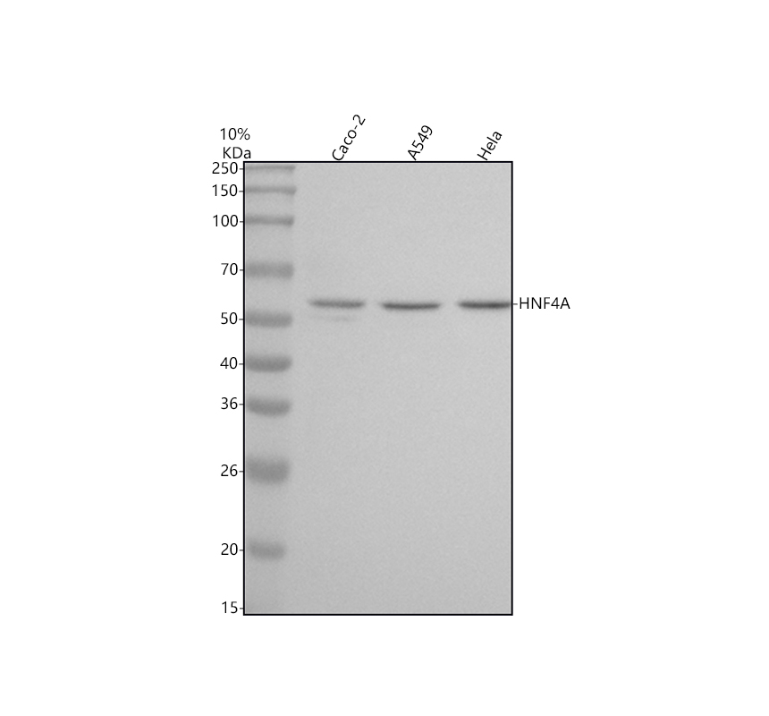博士德生物 BOSTER Biological Technology co.ltd | 1993-2025
