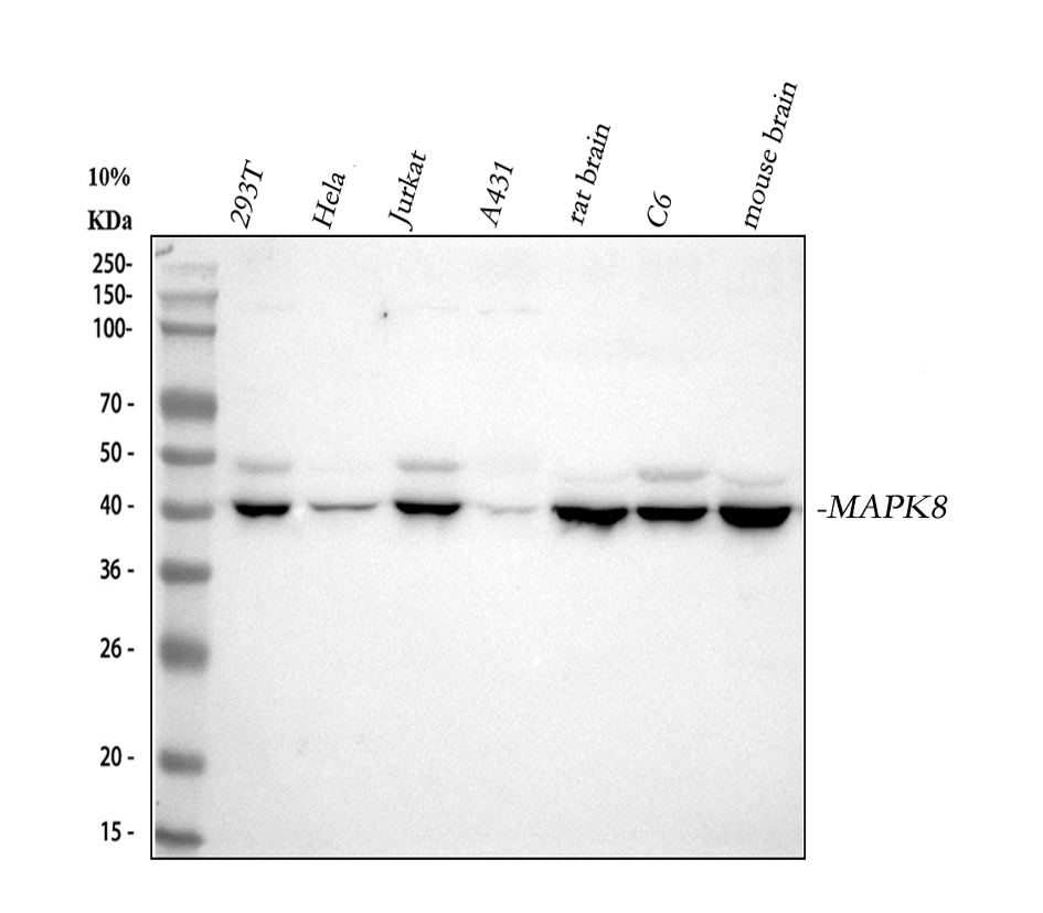 博士德生物 BOSTER Biological Technology co.ltd | 1993-2025