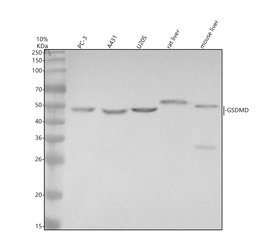 博士德生物 BOSTER Biological Technology co.ltd | 1993-2025