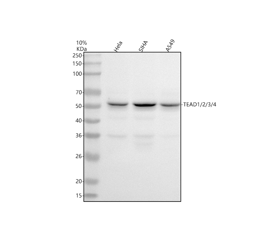 博士德生物 BOSTER Biological Technology co.ltd | 1993-2025