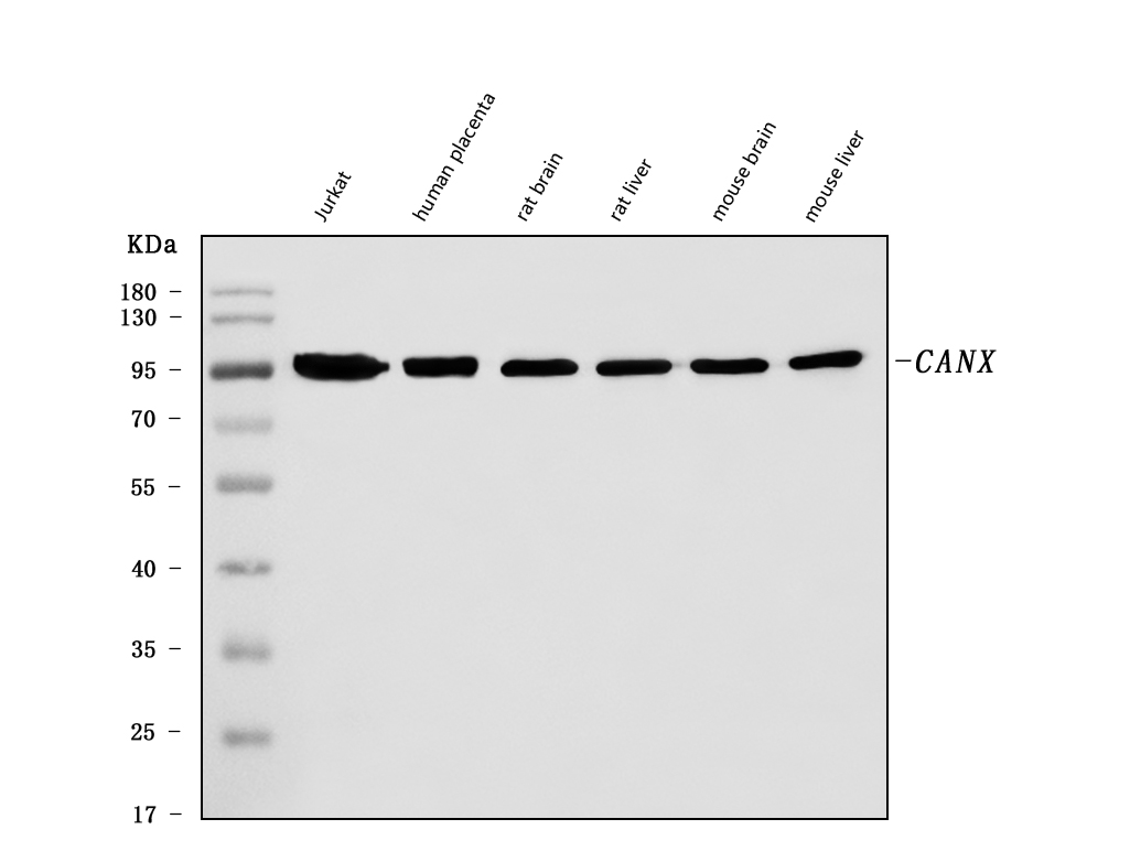 博士德生物 BOSTER Biological Technology co.ltd | 1993-2025