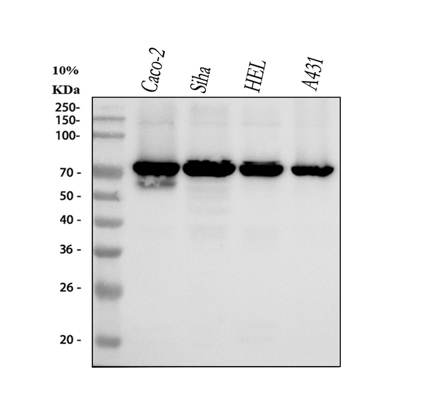 博士德生物 BOSTER Biological Technology co.ltd | 1993-2025
