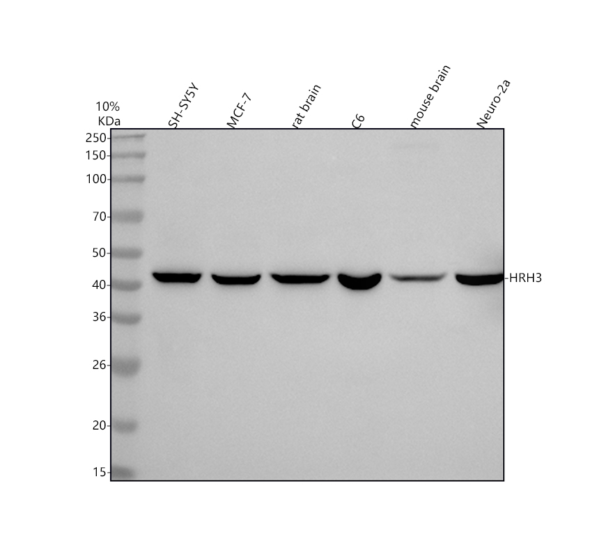 博士德生物 BOSTER Biological Technology co.ltd | 1993-2025