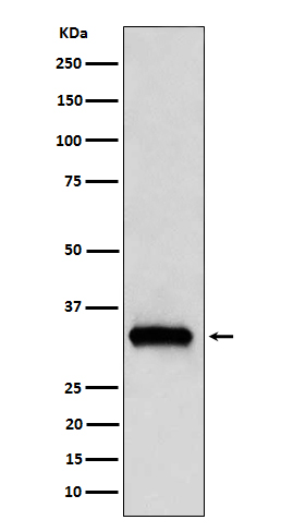 博士德生物 BOSTER Biological Technology co.ltd | 1993-2025