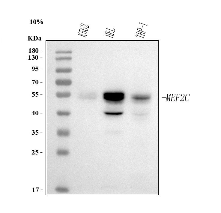 博士德生物 BOSTER Biological Technology co.ltd | 1993-2025