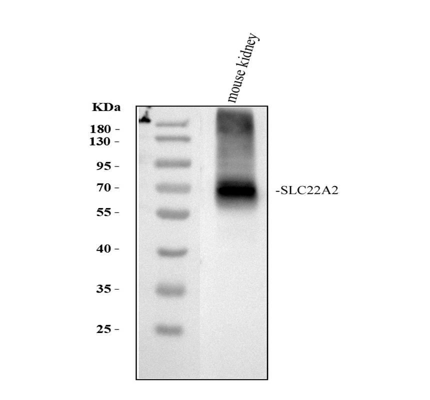 博士德生物 BOSTER Biological Technology co.ltd | 1993-2025