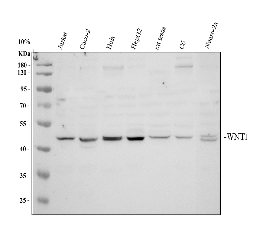 博士德生物 BOSTER Biological Technology co.ltd | 1993-2025