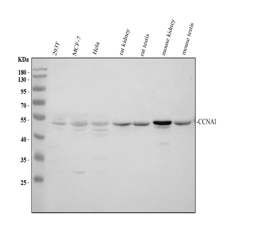 博士德生物 BOSTER Biological Technology co.ltd | 1993-2025