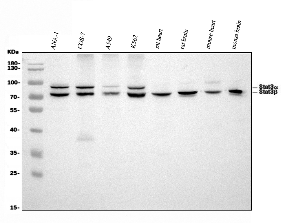博士德生物 BOSTER Biological Technology co.ltd | 1993-2024