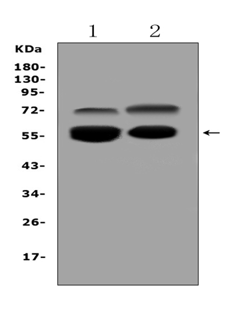 博士德生物 BOSTER Biological Technology co.ltd | 1993-2025