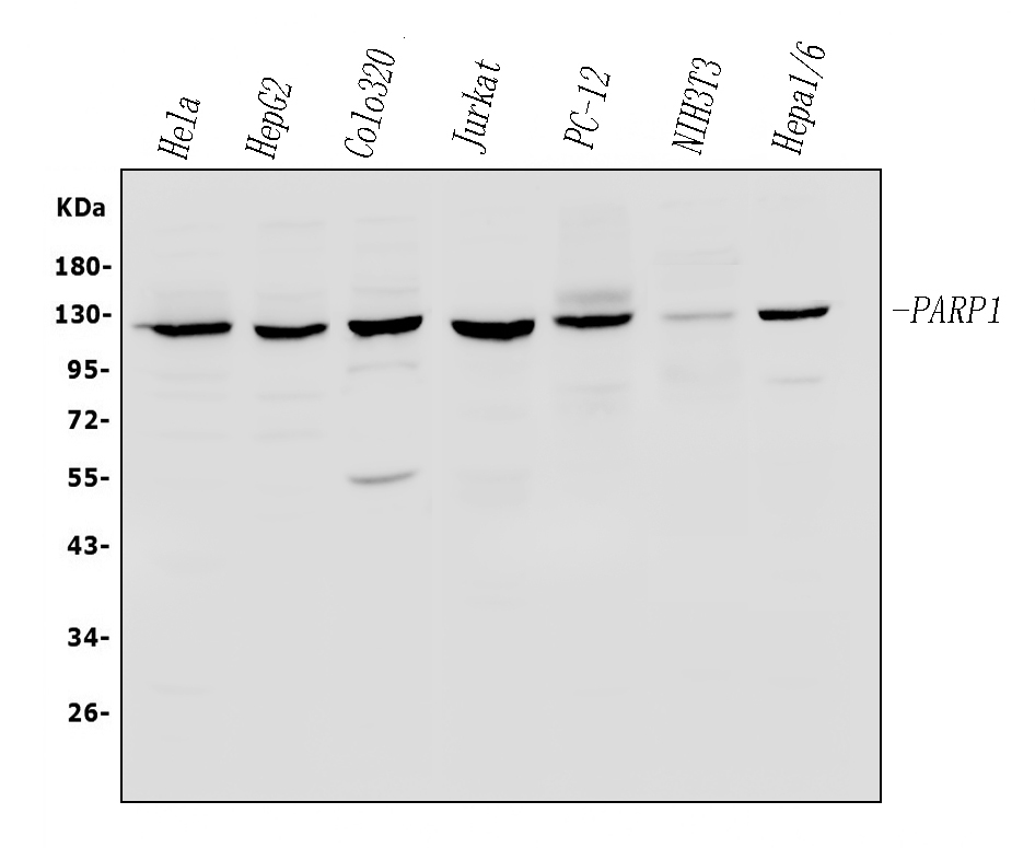 博士德生物 BOSTER Biological Technology co.ltd | 1993-2025