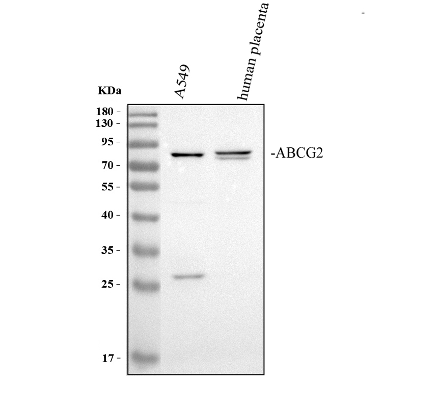博士德生物 BOSTER Biological Technology co.ltd | 1993-2025