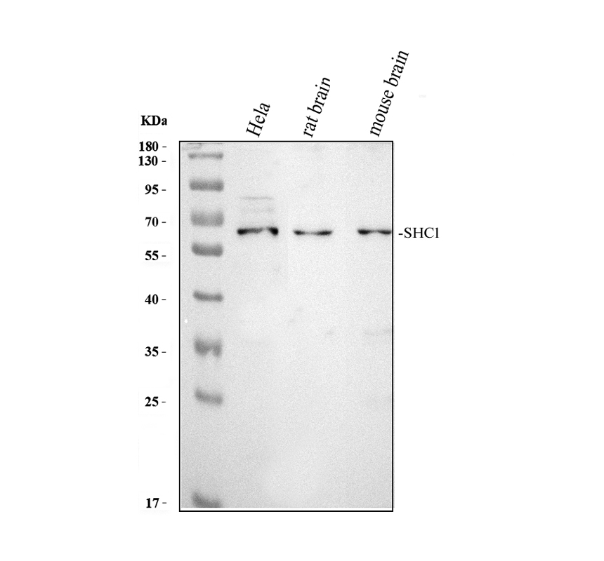 博士德生物 BOSTER Biological Technology co.ltd | 1993-2025