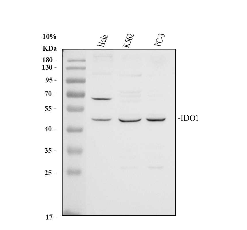 博士德生物 BOSTER Biological Technology co.ltd | 1993-2025