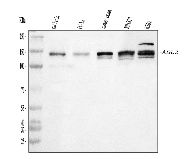 博士德生物 BOSTER Biological Technology co.ltd | 1993-2025
