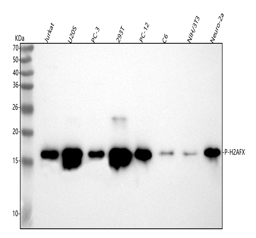 博士德生物 BOSTER Biological Technology co.ltd | 1993-2025