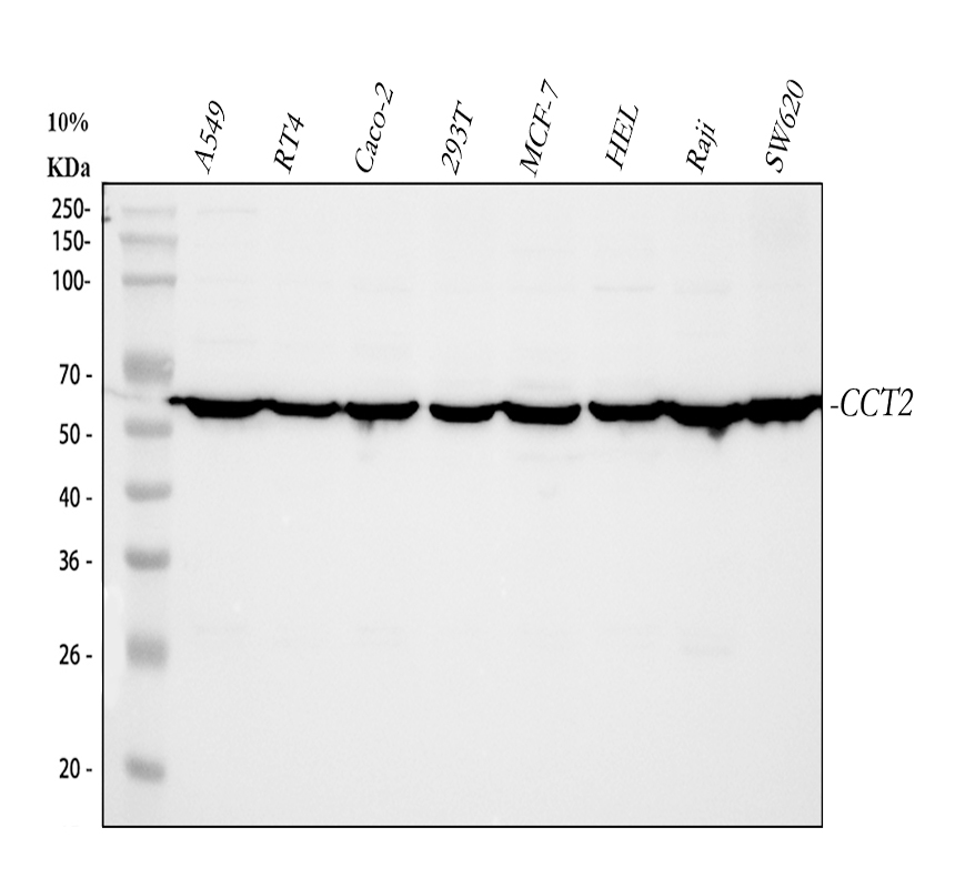 博士德生物 BOSTER Biological Technology co.ltd | 1993-2025