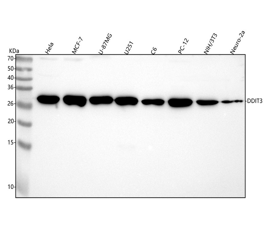 博士德生物 BOSTER Biological Technology co.ltd | 1993-2025