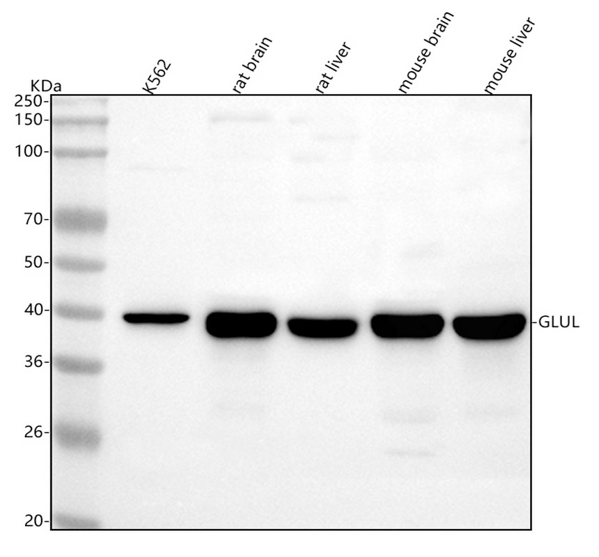 博士德生物 BOSTER Biological Technology co.ltd | 1993-2025