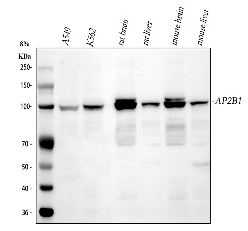 博士德生物 BOSTER Biological Technology co.ltd | 1993-2025