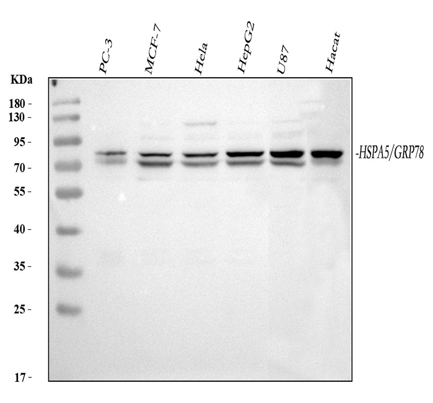 博士德生物 BOSTER Biological Technology co.ltd | 1993-2025