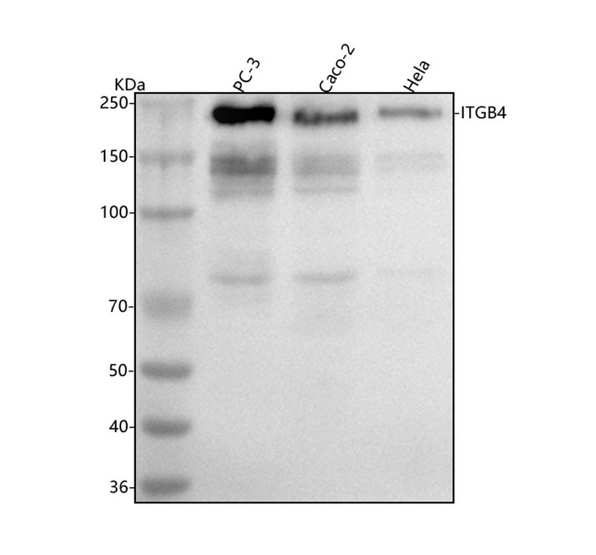 博士德生物 BOSTER Biological Technology co.ltd | 1993-2025