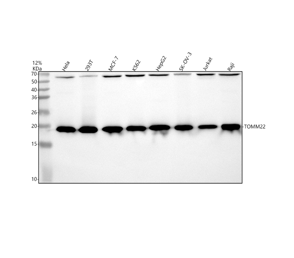 博士德生物 BOSTER Biological Technology co.ltd | 1993-2025
