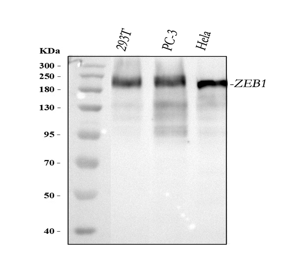 博士德生物 BOSTER Biological Technology co.ltd | 1993-2024
