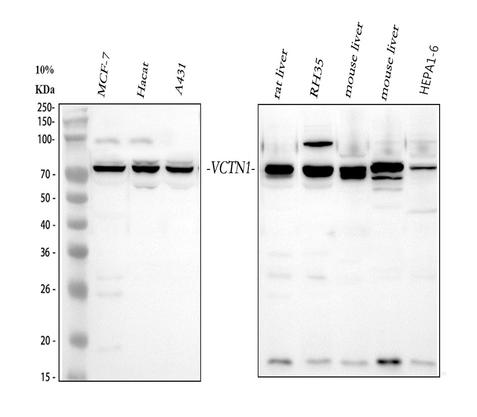 博士德生物 BOSTER Biological Technology co.ltd | 1993-2025