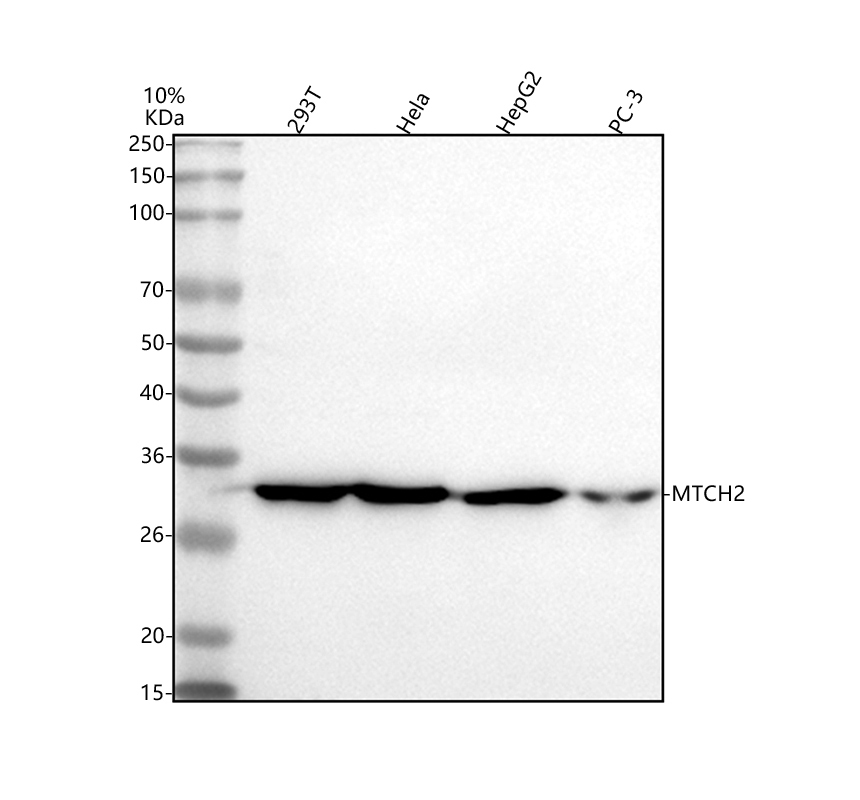 博士德生物 BOSTER Biological Technology co.ltd | 1993-2025