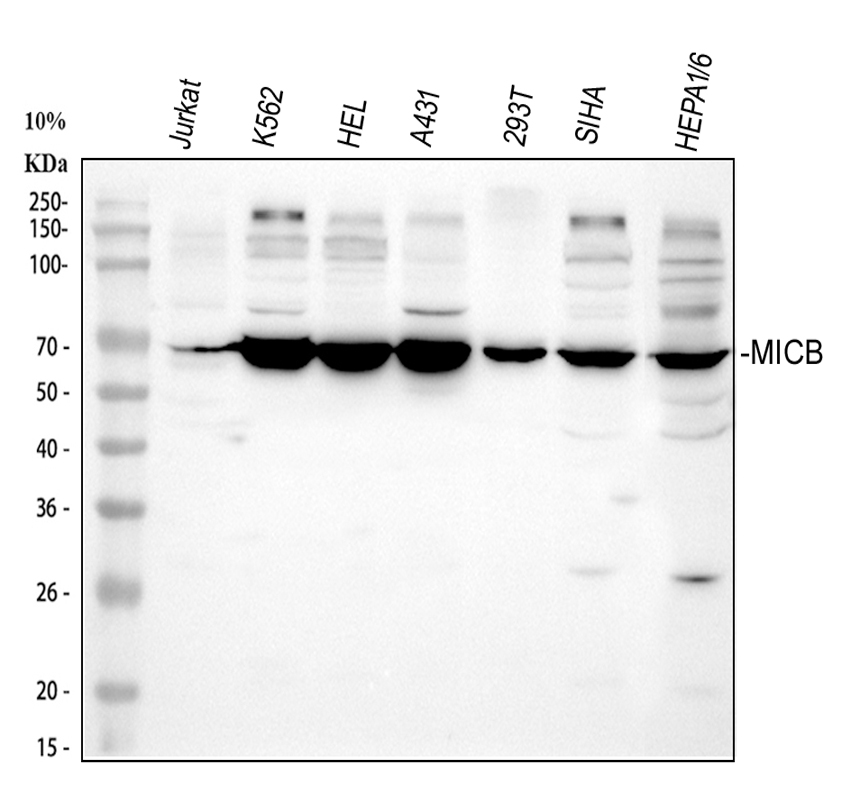 博士德生物 BOSTER Biological Technology co.ltd | 1993-2025
