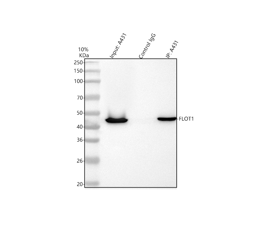 博士德生物 BOSTER Biological Technology co.ltd | 1993-2025